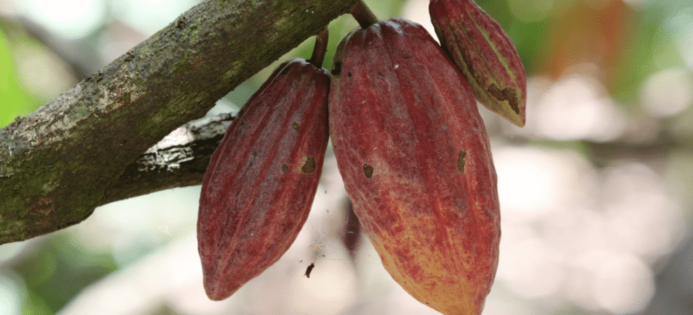 How is chocolate made? From bean to chocolate | FDCM